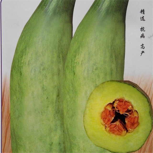 牛角瓜 牛角菱 牛角蜜 文秘苑图库